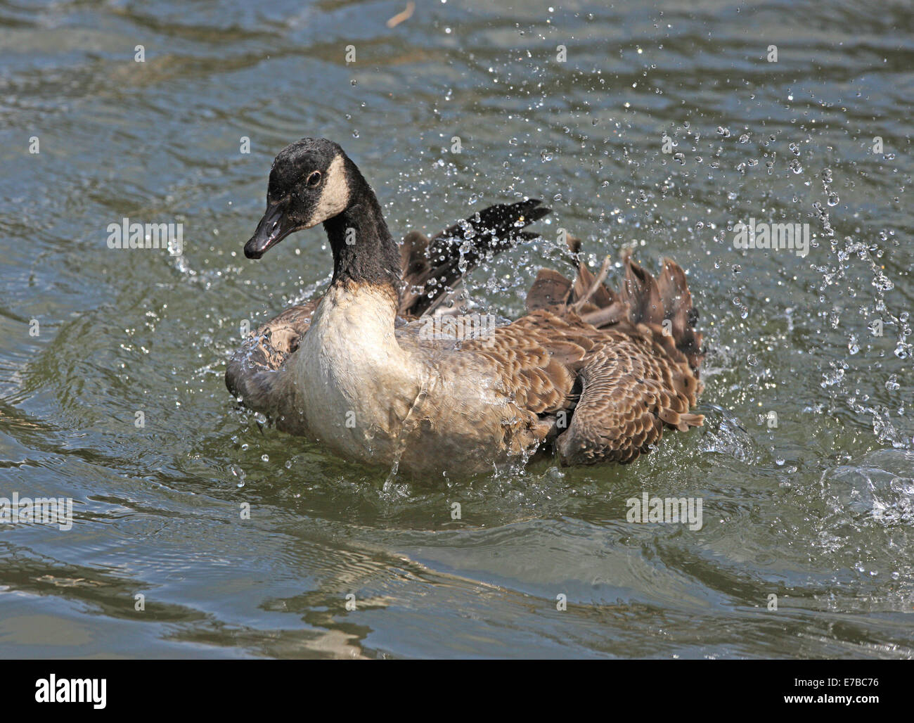 Close up of a Canada Goose washing his feathers Stock Photo - Alamy