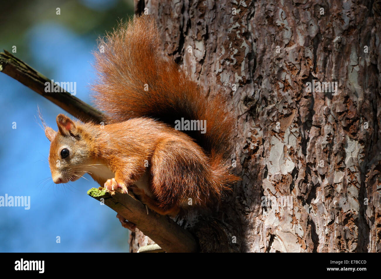 Rare pine tree hi-res stock photography and images - Alamy