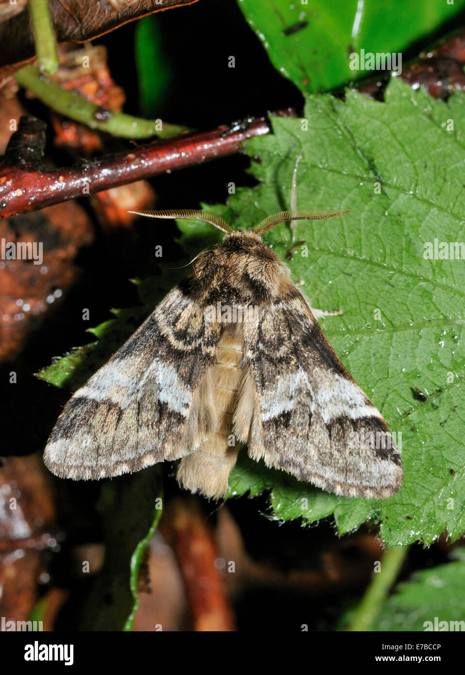 Marbled Brown Moth - Drymonia dodonaea Male at night on leaf Stock ...