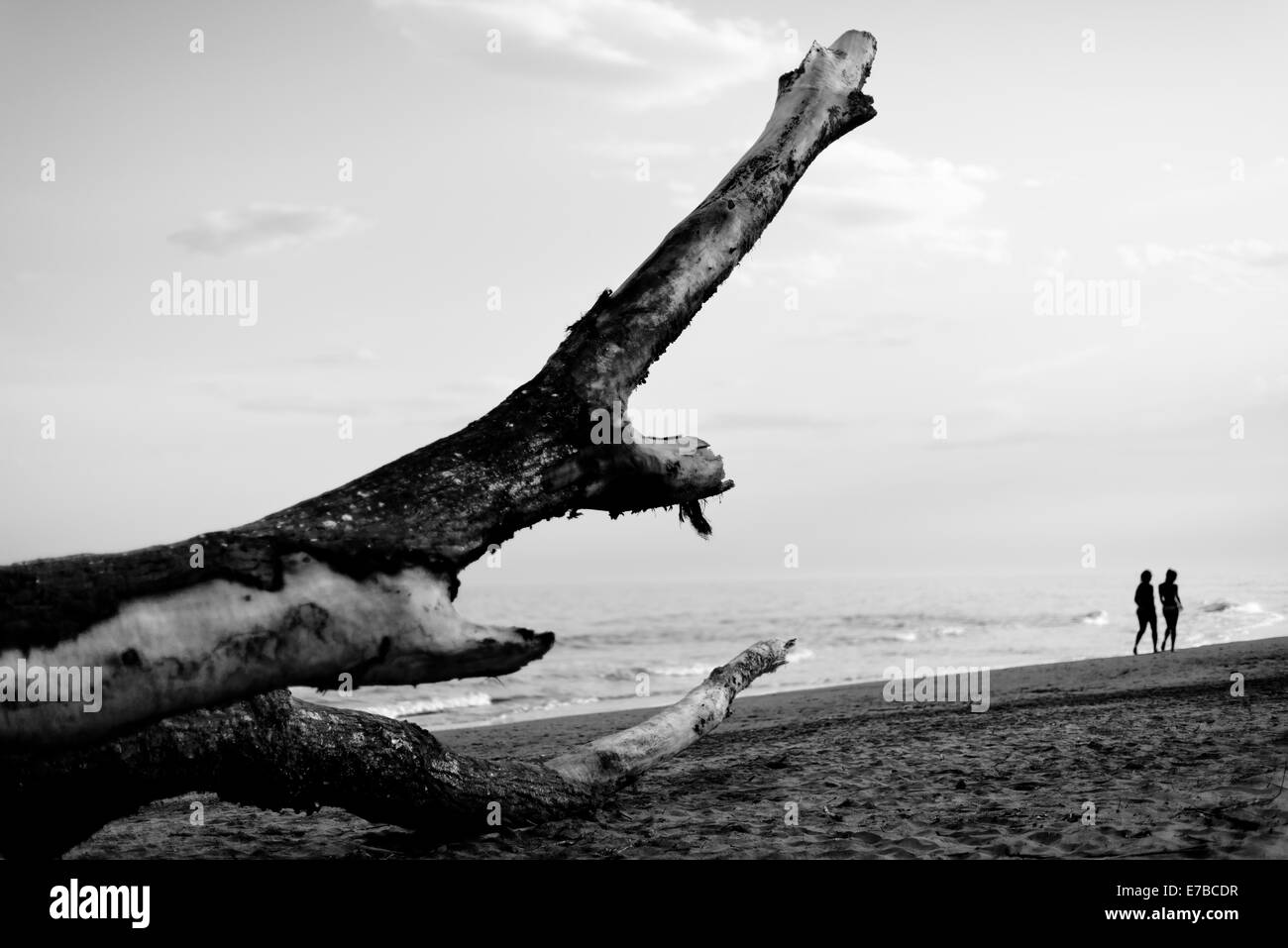 Trunk on the beach hi-res stock photography and images - Alamy