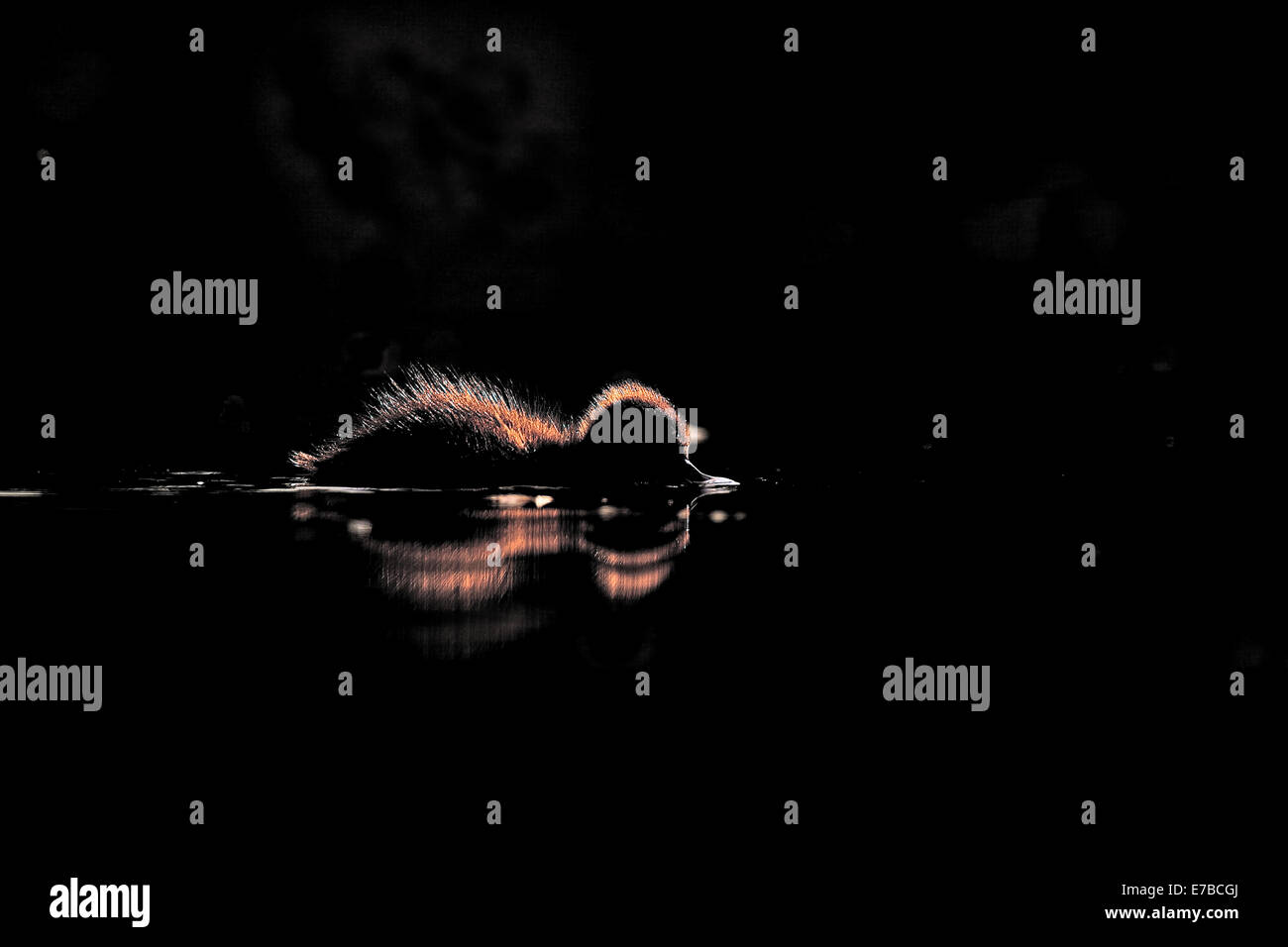 Golden mallard hi-res stock photography and images - Alamy