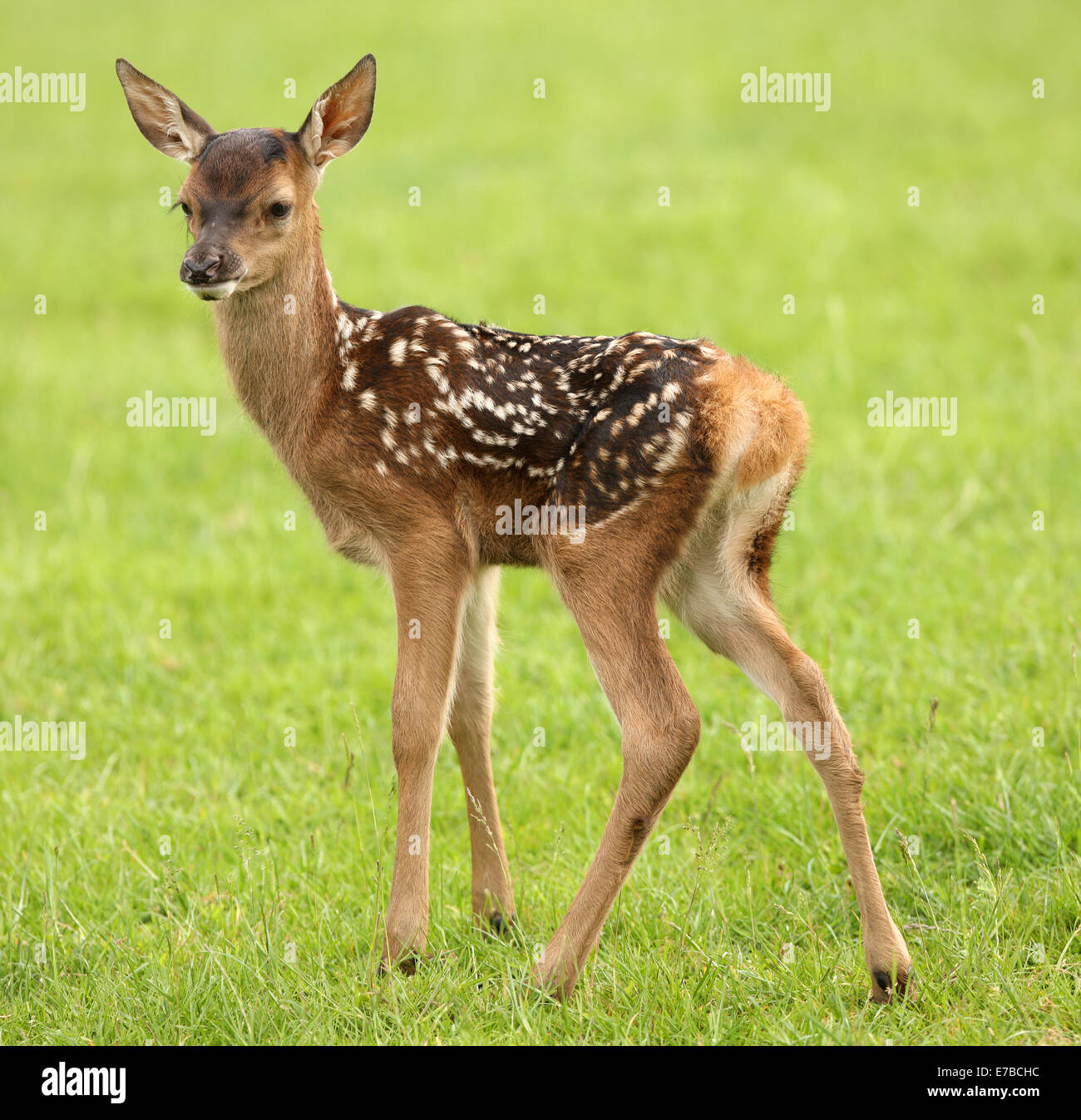 Baby deer hi-res stock photography and images - Alamy