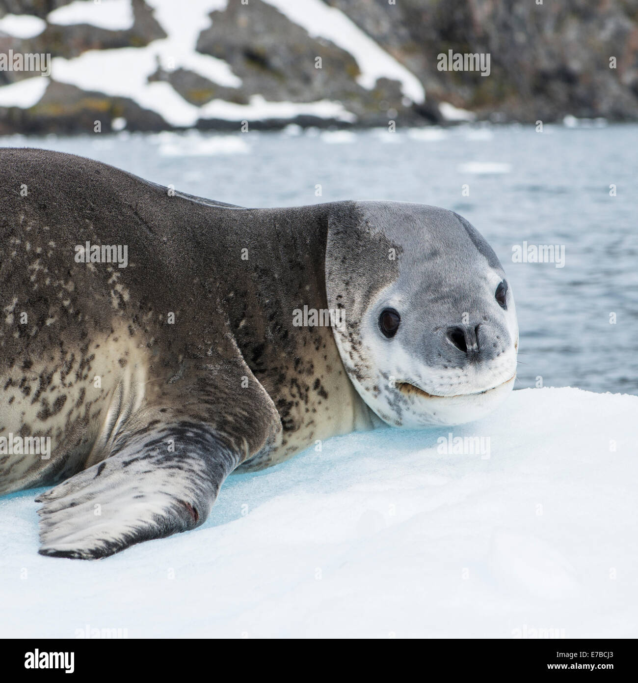 Leopard seal in Antarctica Stock Photo - Alamy