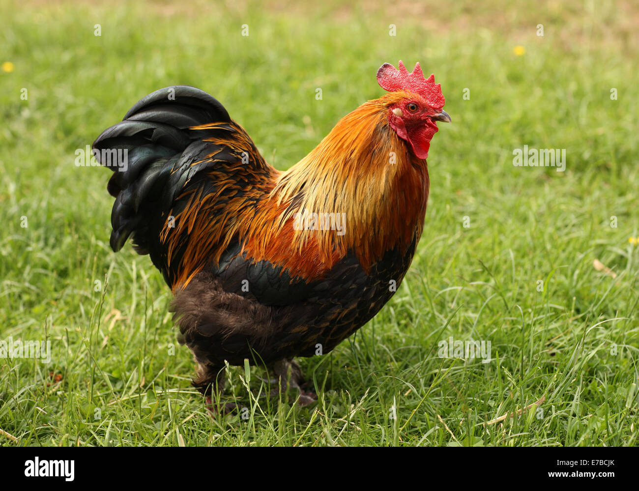 Bantam chicken hen hi-res stock photography and images - Alamy