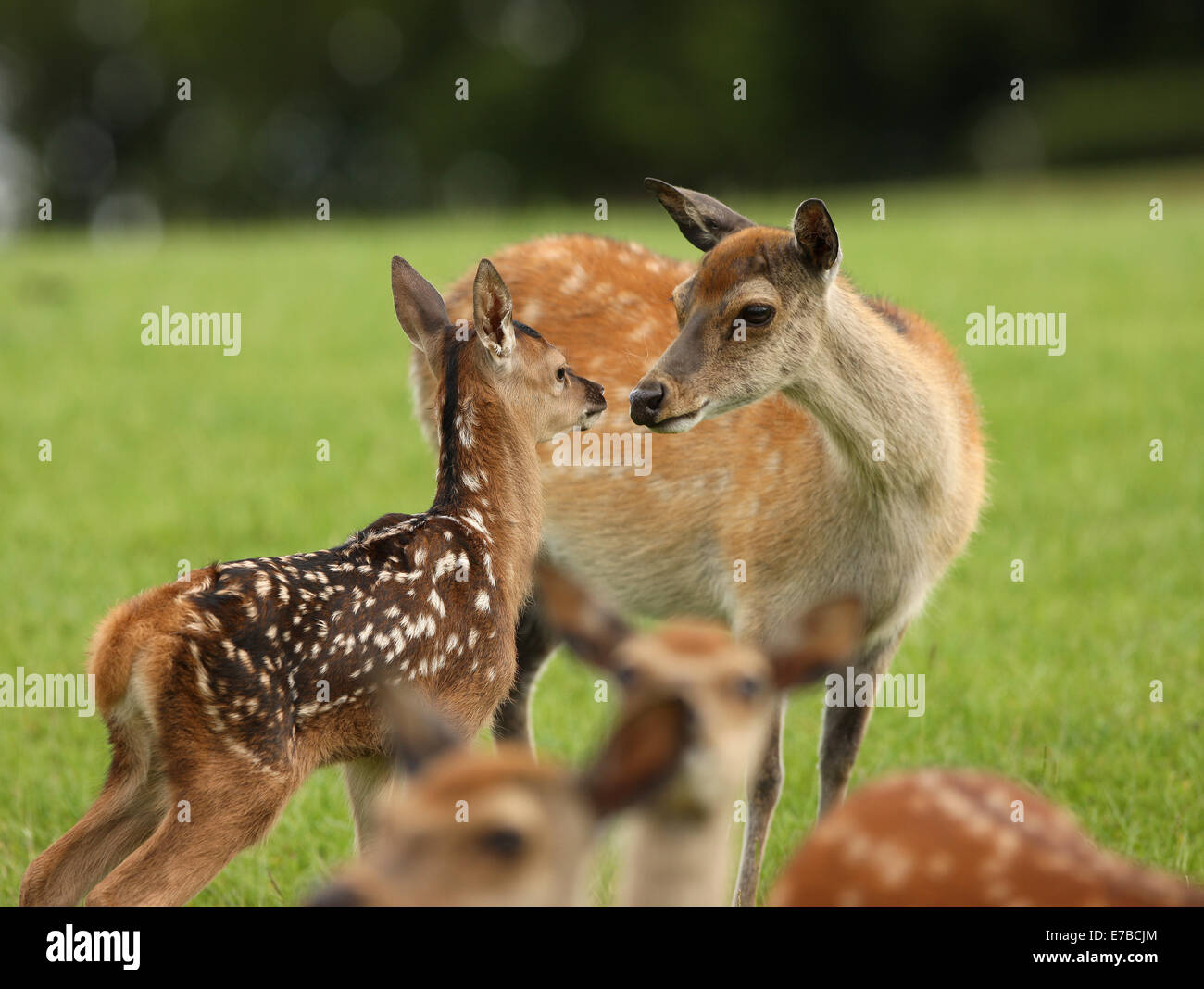 Close up of a young Fallow deer being comforted by her mother Stock ...