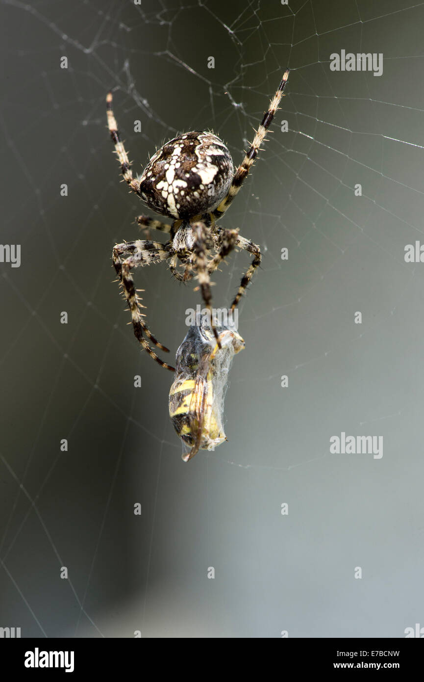 Capturing insects hi-res stock photography and images - Alamy