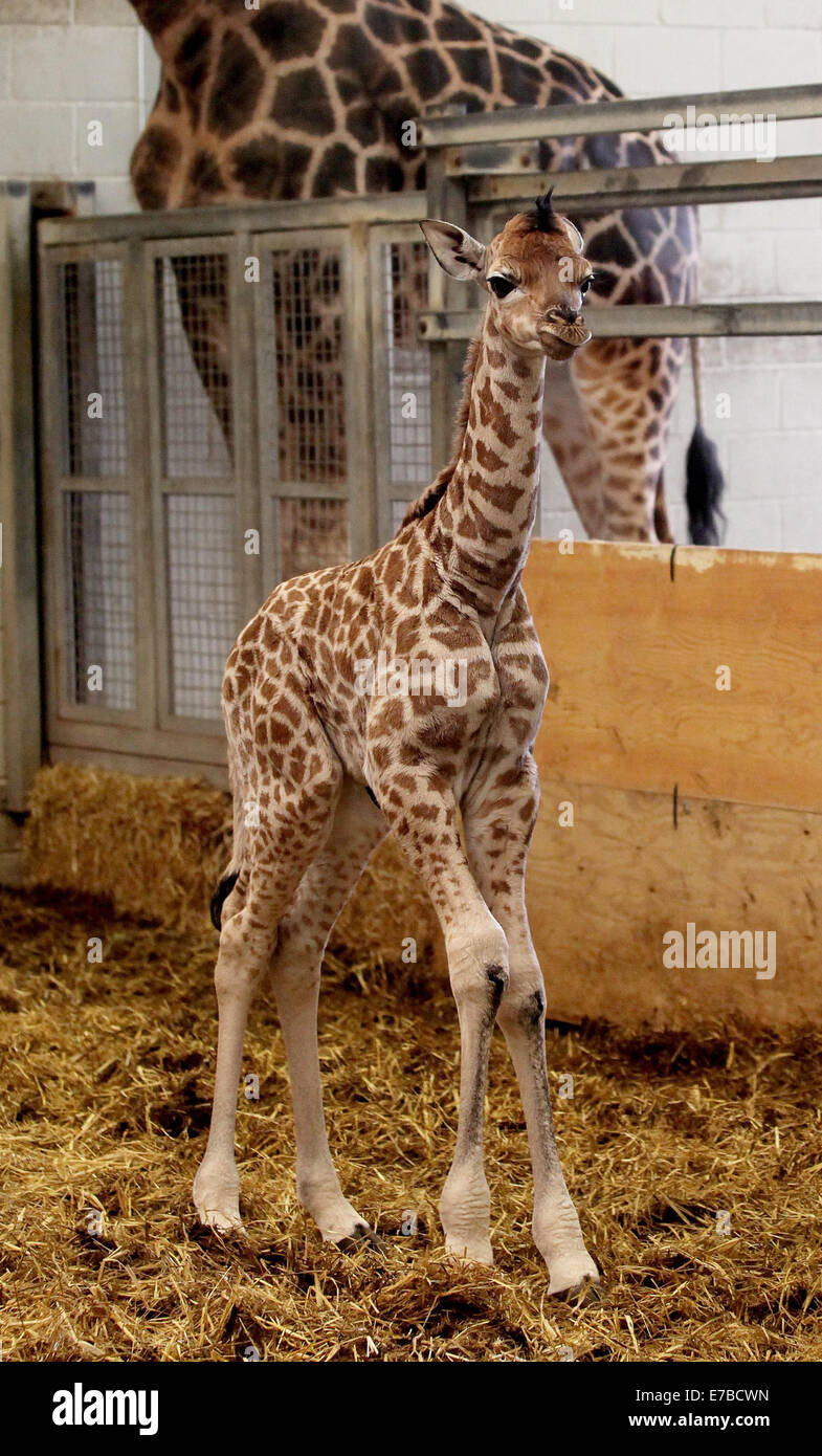 Newborn baby giraffe hi-res stock photography and images - Alamy