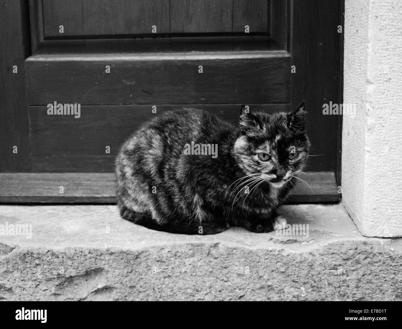 Mono cat hi-res stock photography and images - Alamy