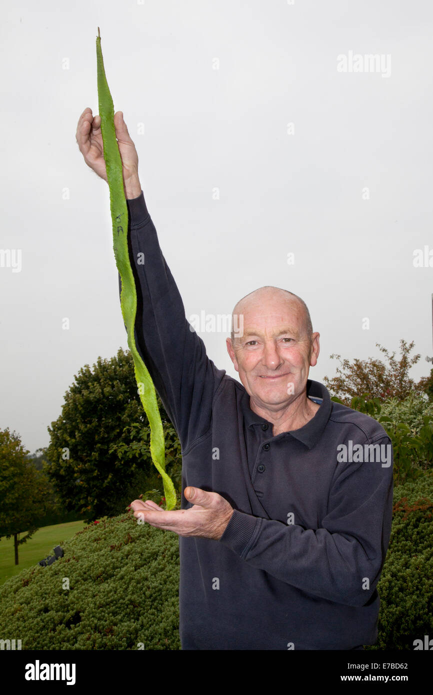 Harrogate, Yorkshire, UK. 12th September, 2014. Joe Atherton, giant ...