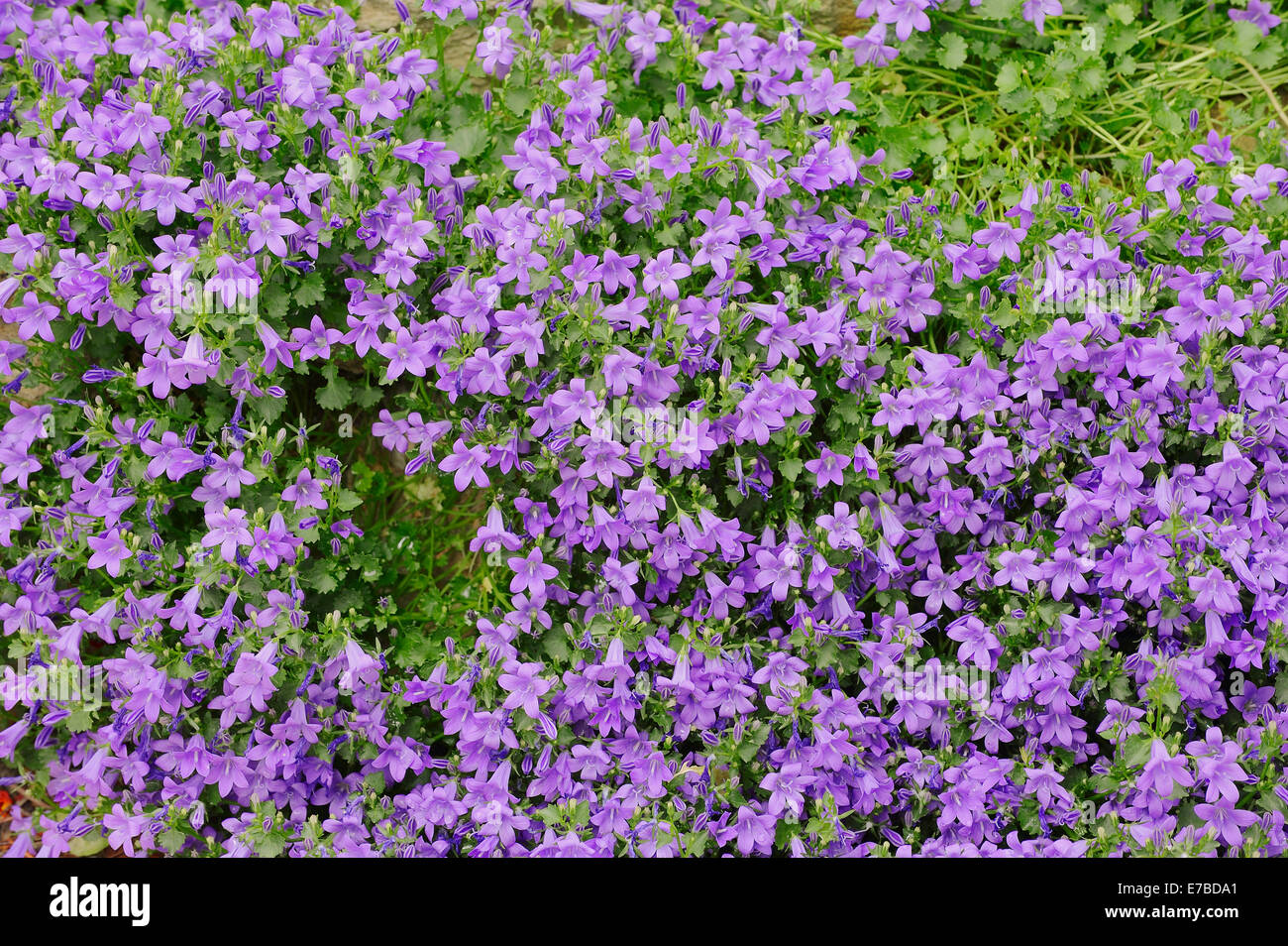 Dalmatian Bellflower or Adria Bellflower (Campanula portenschlagiana ...