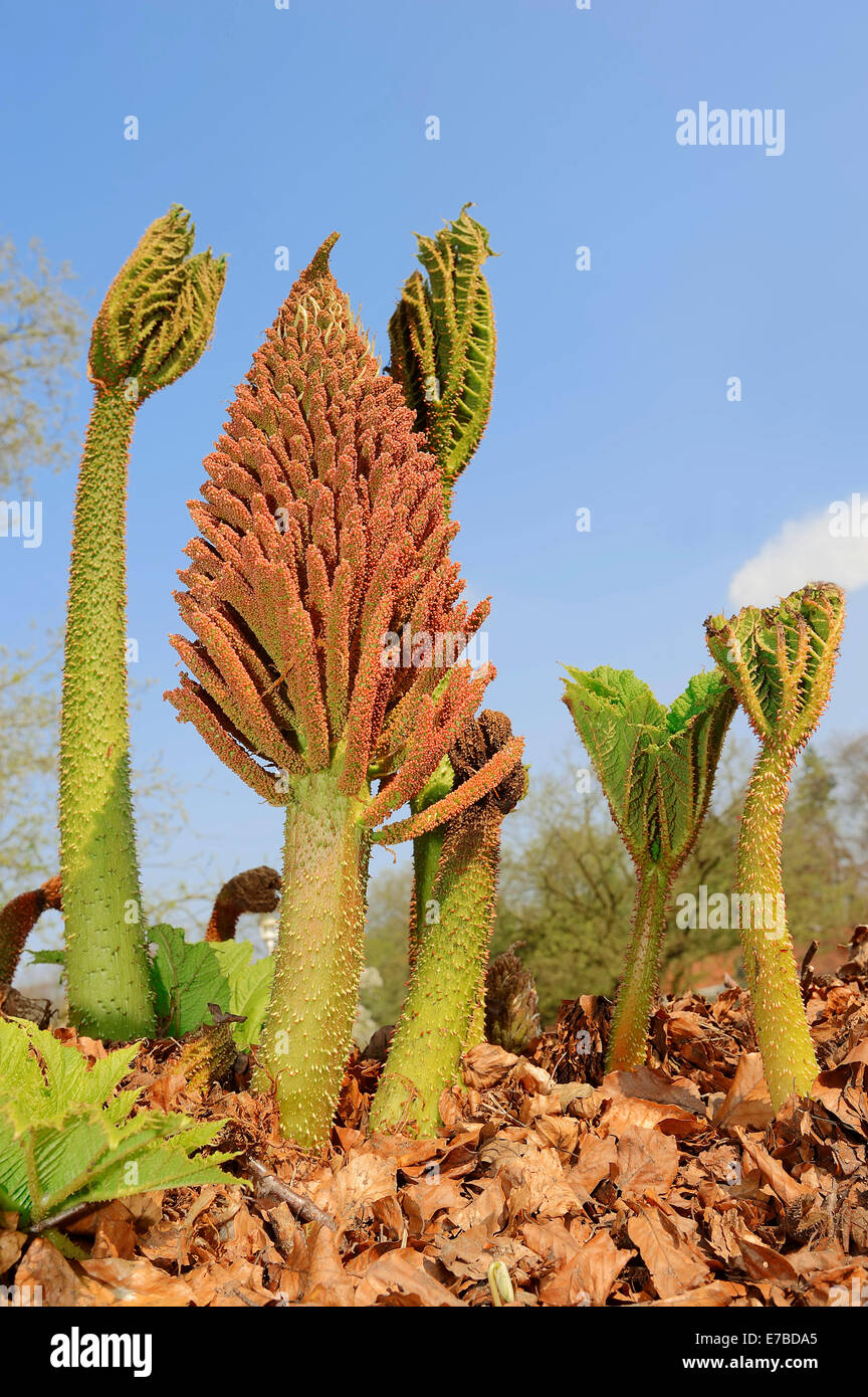 Giant Rhubarb (Gunnera manicata), inflorescence, native to southern ...