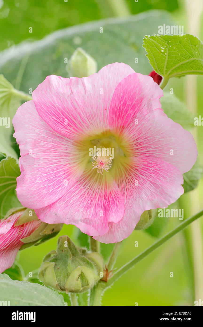 Hollyhock (Alcea rosea, Althaea rosea, Althaea chinensis), flower ...