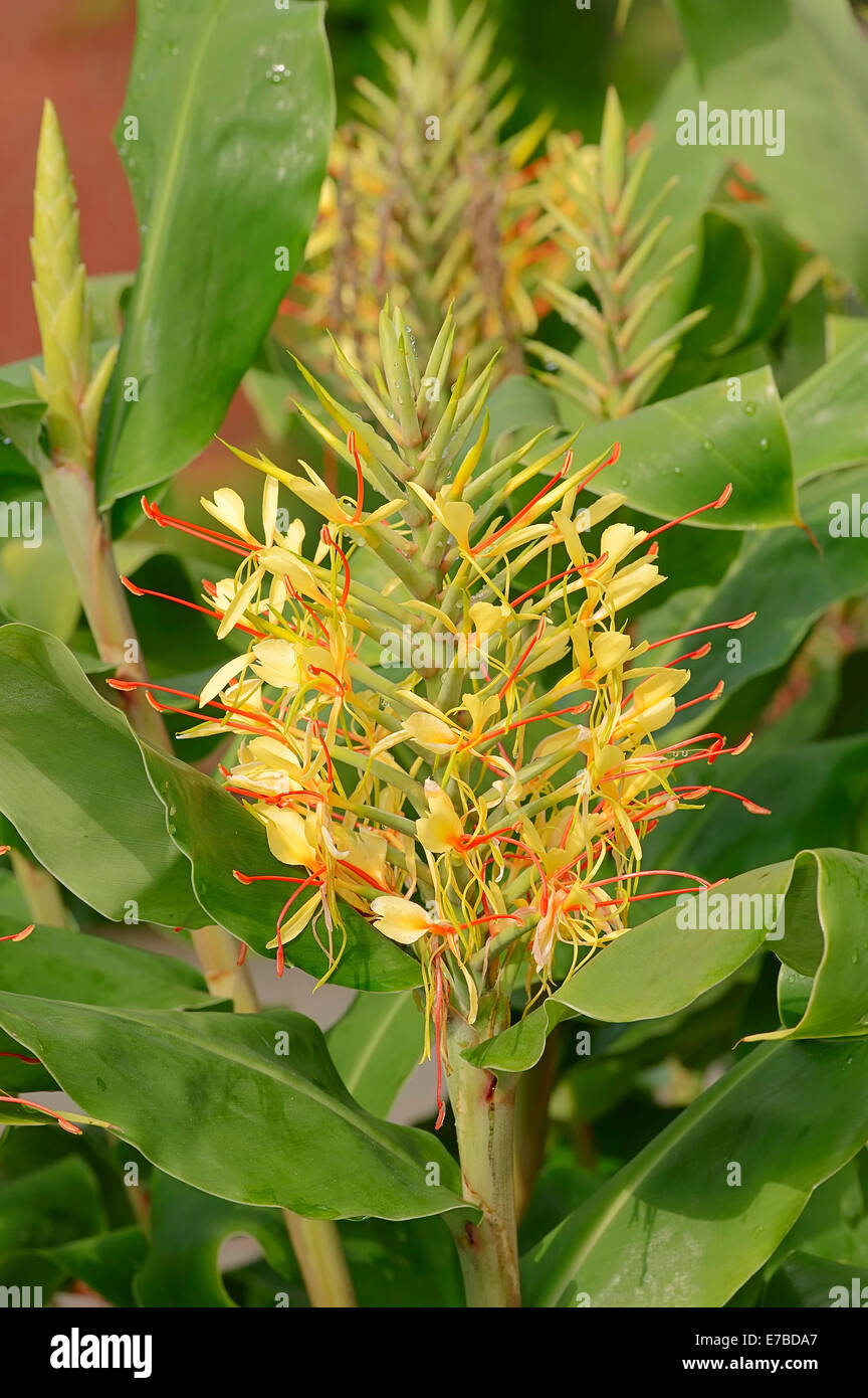 Kahili ginger hedychium gardnerianum hi-res stock photography and ...