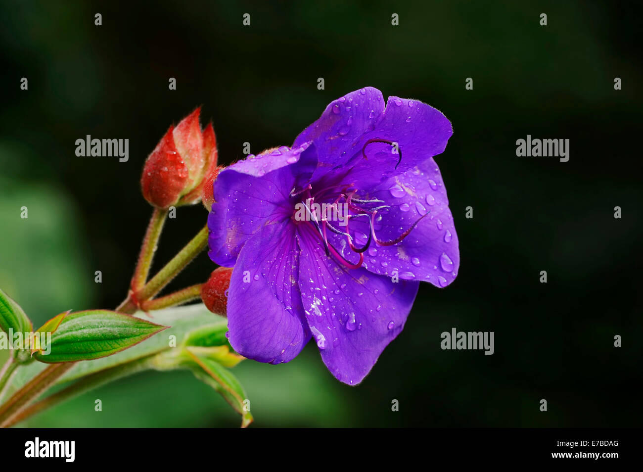 Princess Flower (Tibouchina urvilleana, a flower covered with water ...