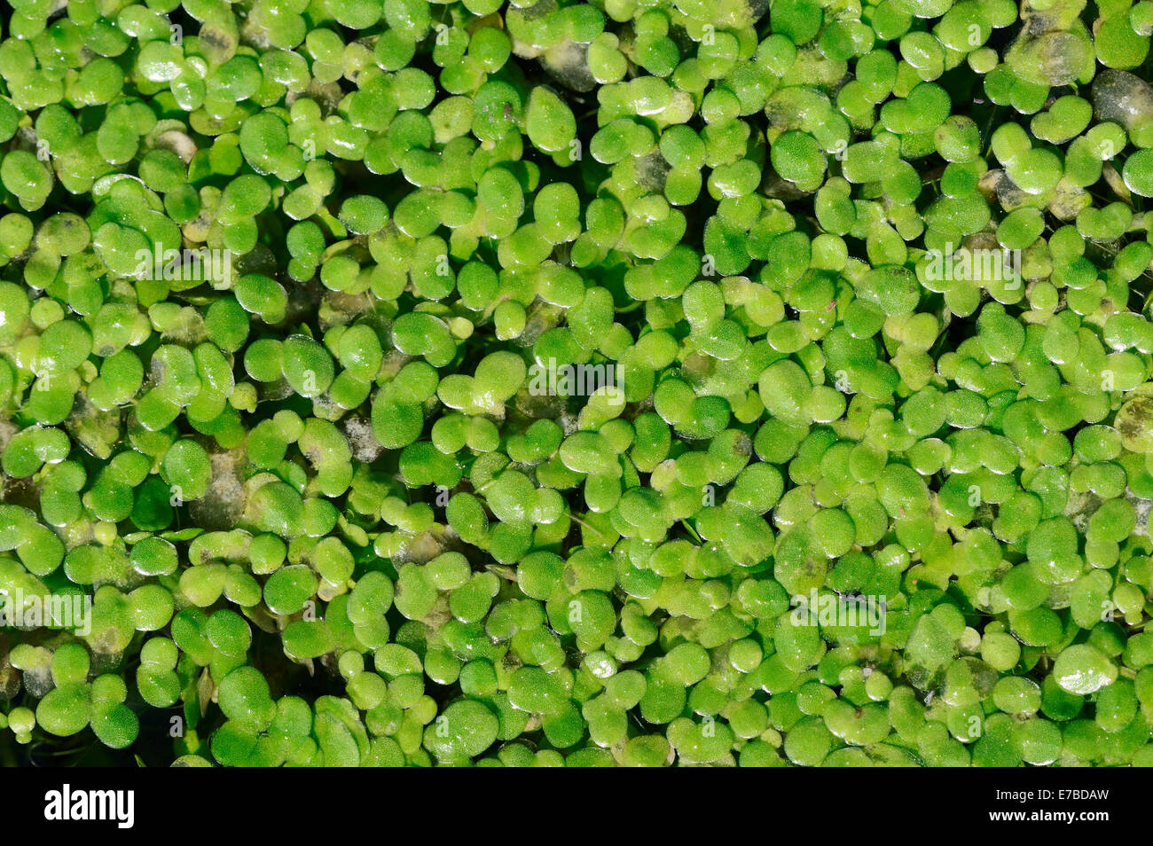 Duckweed (Lemna minor), North Rhine-Westphalia, Germany Stock Photo - Alamy