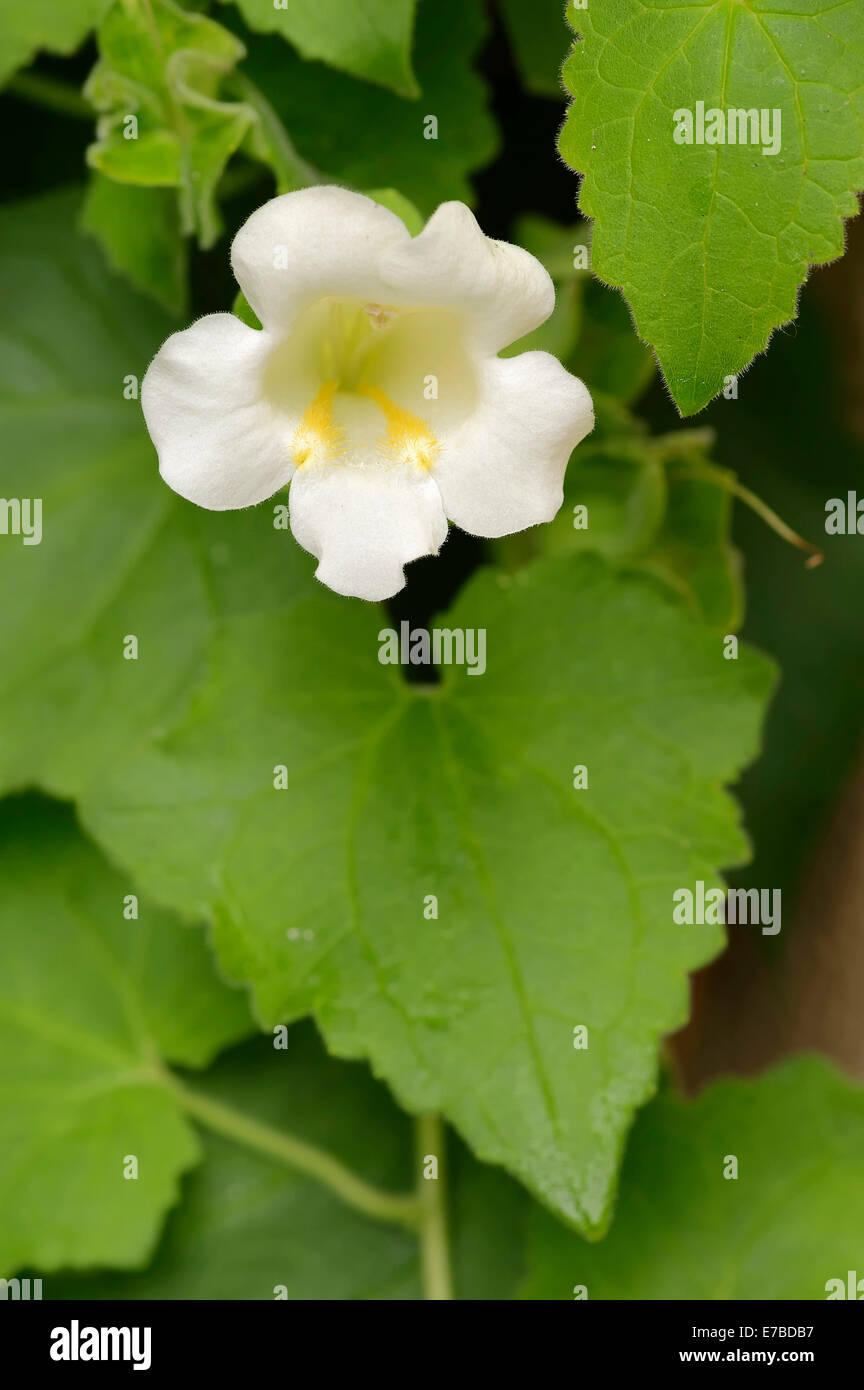 Creeping Gloxinia (Lophospermum erubescens), Bridal Bouquet variety ...