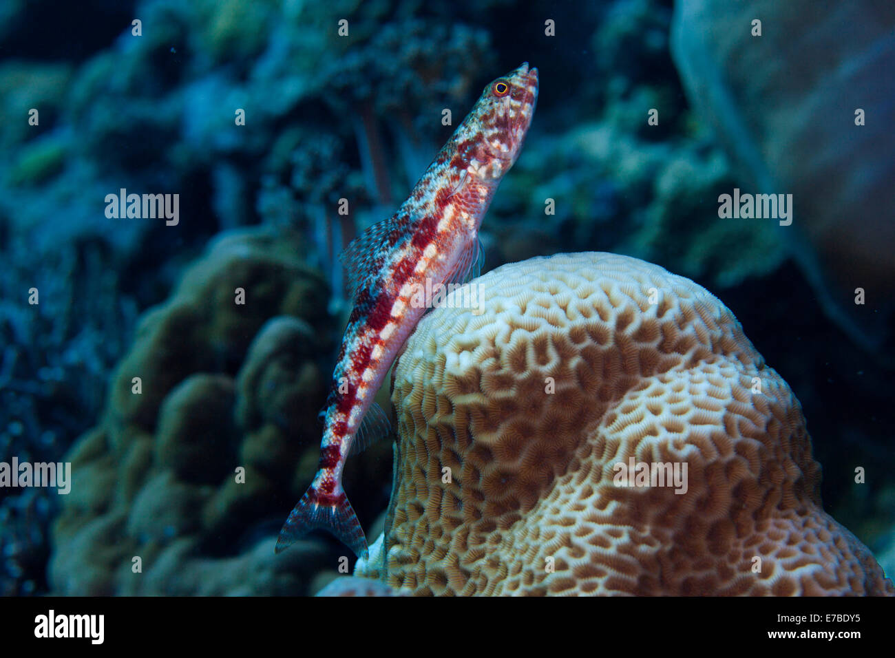 Variegated Lizardfish or Common LIzardfish (Synod variegatus ...