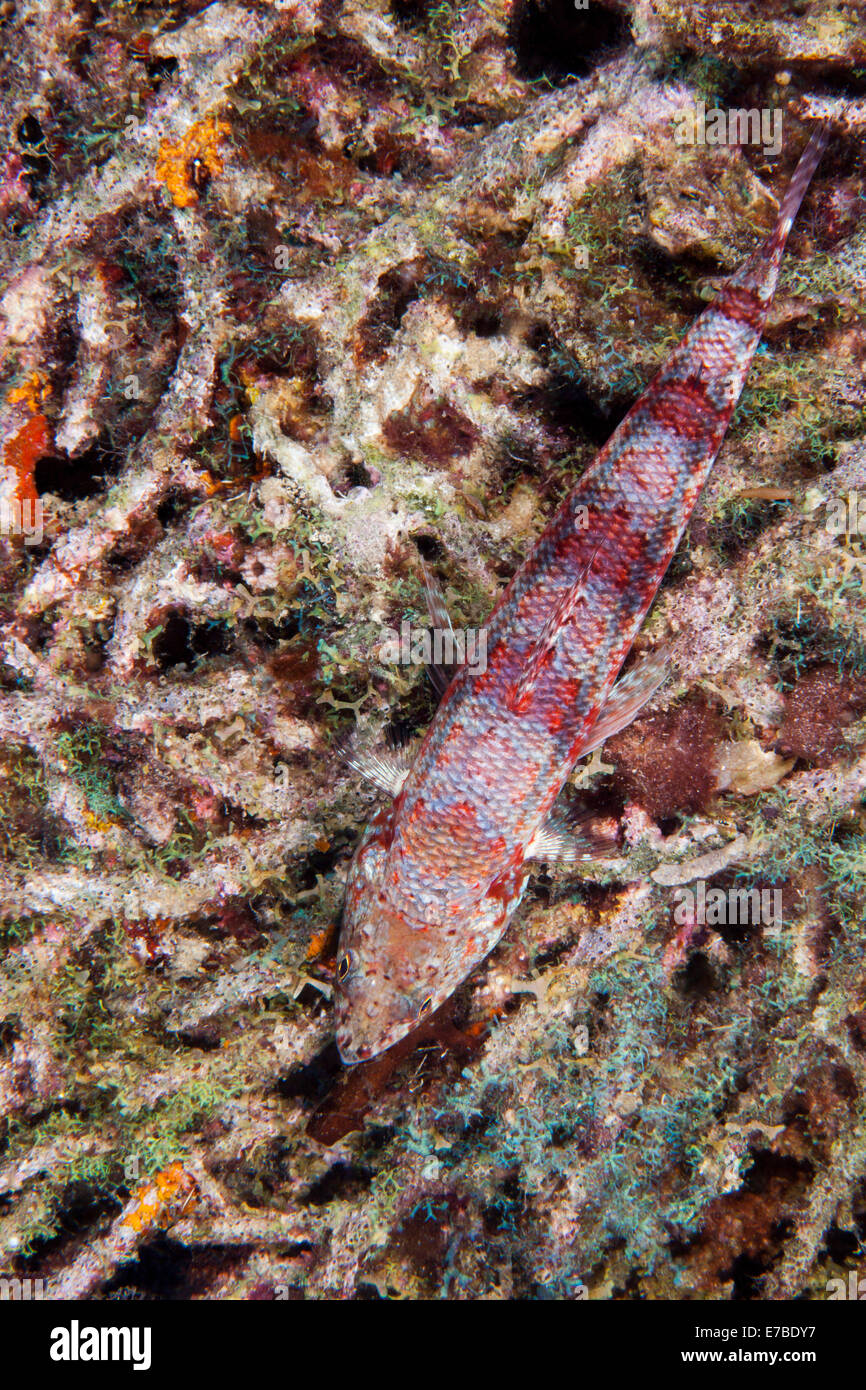 Variegated Lizardfish or Common LIzardfish (Synod variegatus ...