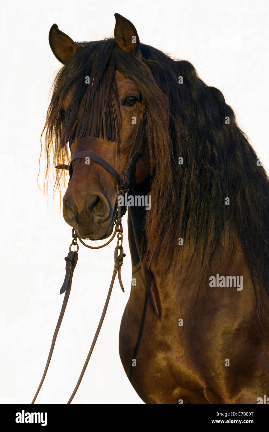 Andalusian Horse, Pure Spanish Horse or PRE horse, Pura Raza Española ...
