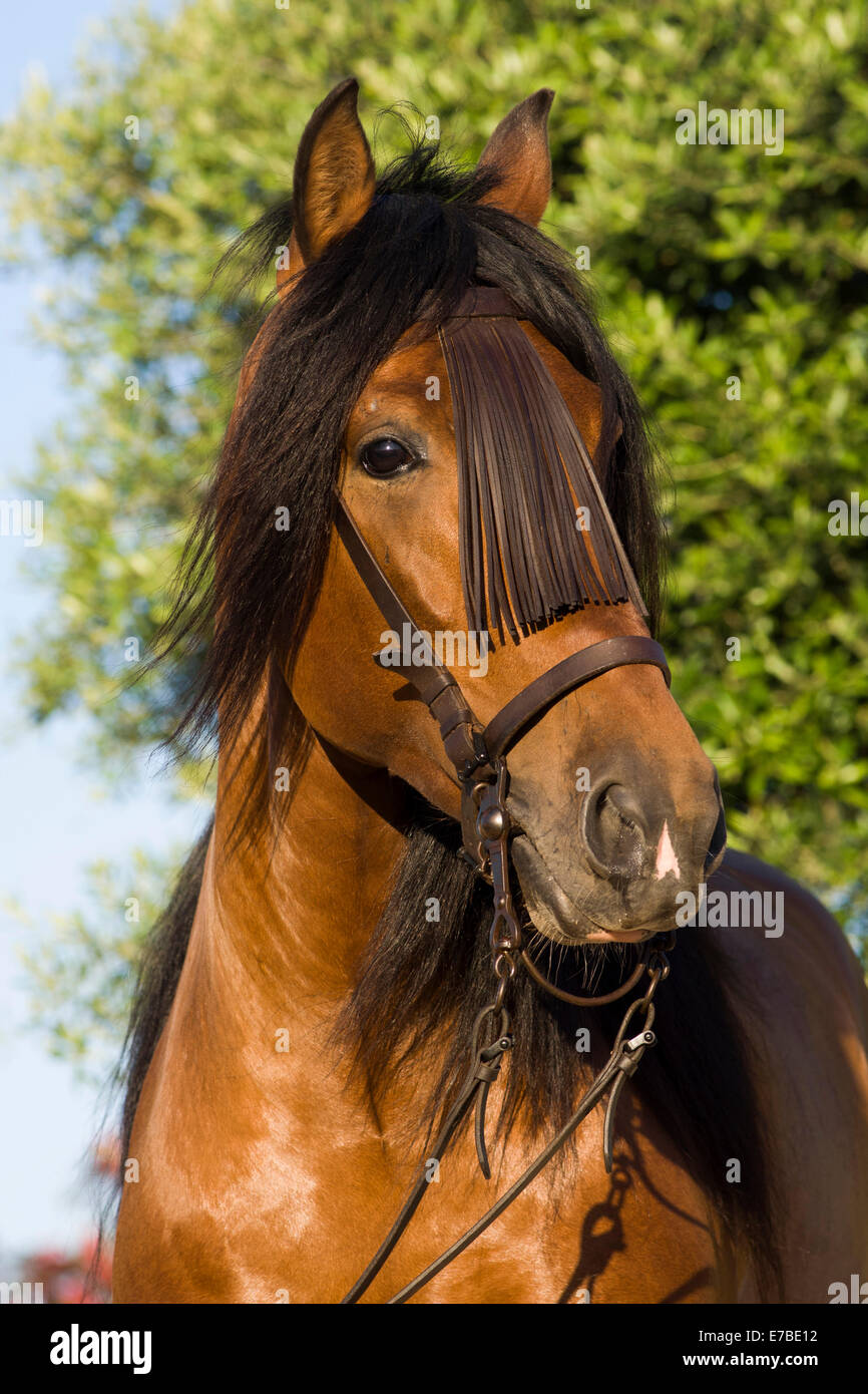 Andalusian Horse, Pure Spanish Horse or PRE horse, Pura Raza Española ...