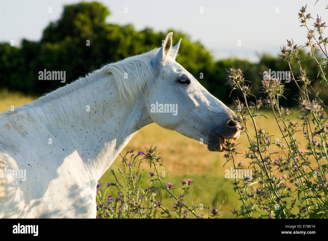 Andalusian Horse, Pure Spanish Horse or PRE horse, Pura Raza Española ...