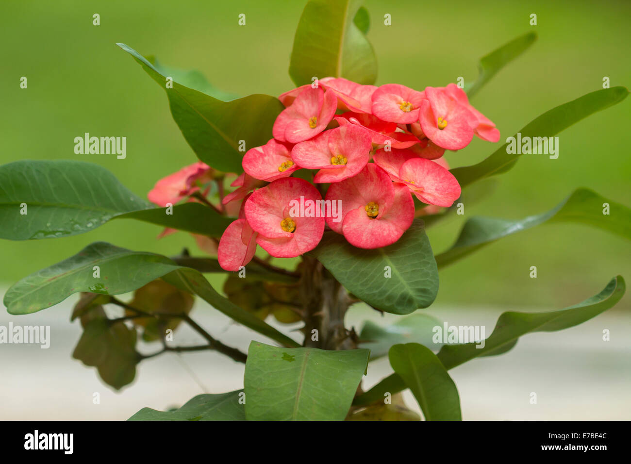 Crown of Thorns (Euphorbia milii), native to Madagascar Stock Photo - Alamy