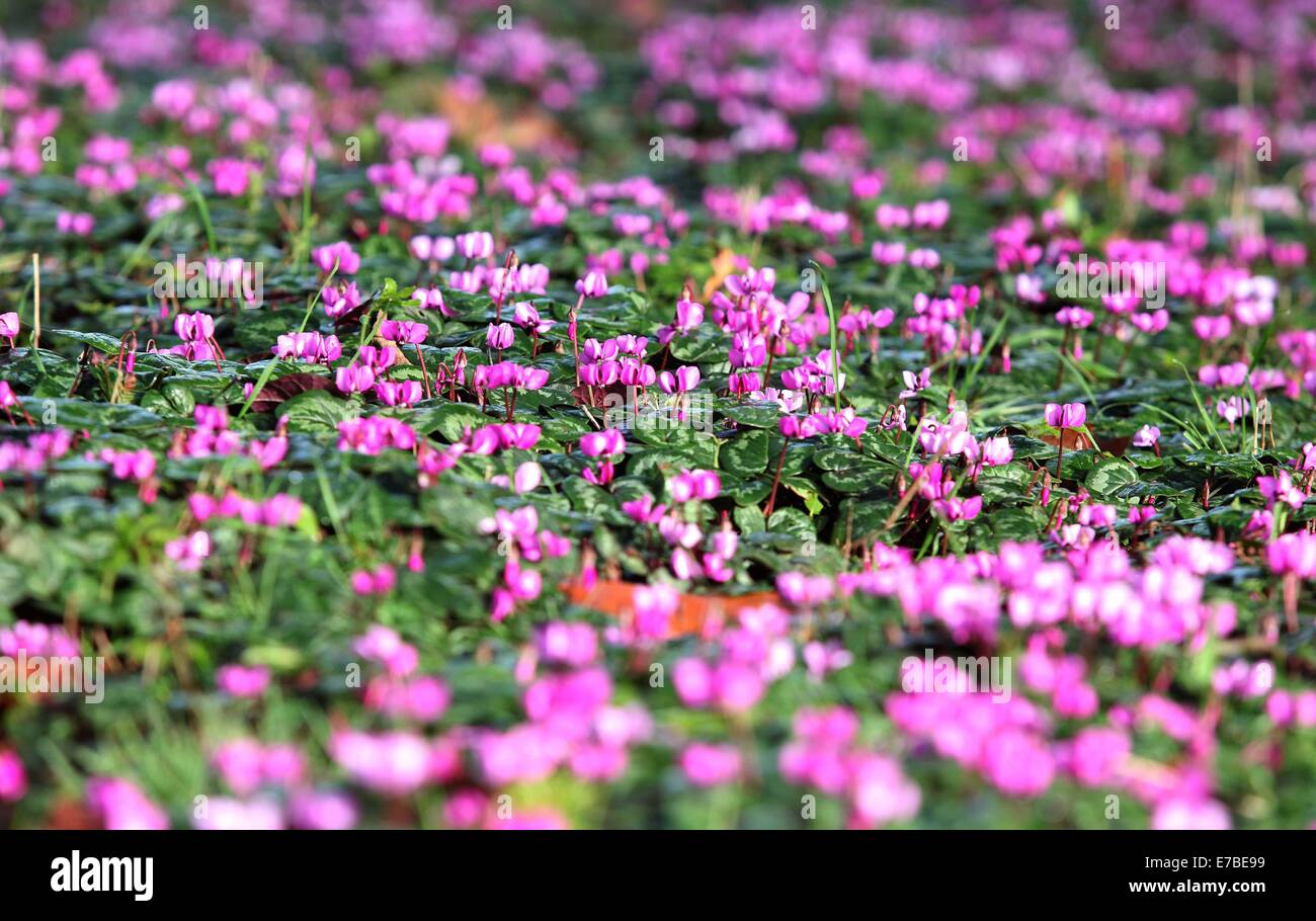 Cyclemen flowers have bloomed at the Killerton National Trust Gardens ...