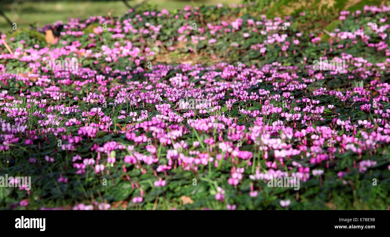National trust gardens hi-res stock photography and images - Alamy