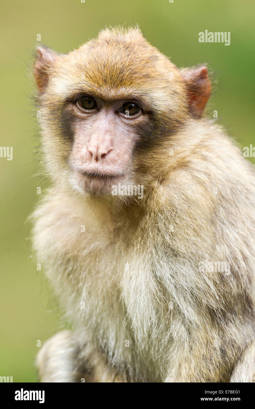 Barbary Macaque (Macaca sylvanus), young, native to Morocco, captive ...