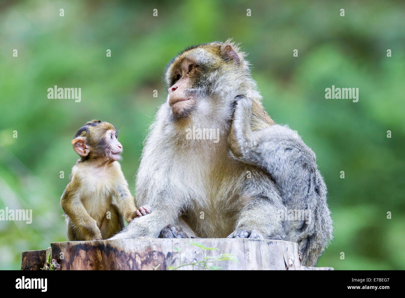 Barbary Macaque (Macaca sylvanus) adult female with young, 12 weeks ...