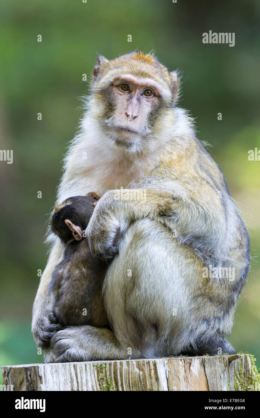 Barbary Macaque (Macaca sylvanus) adult female with young, 12 weeks ...