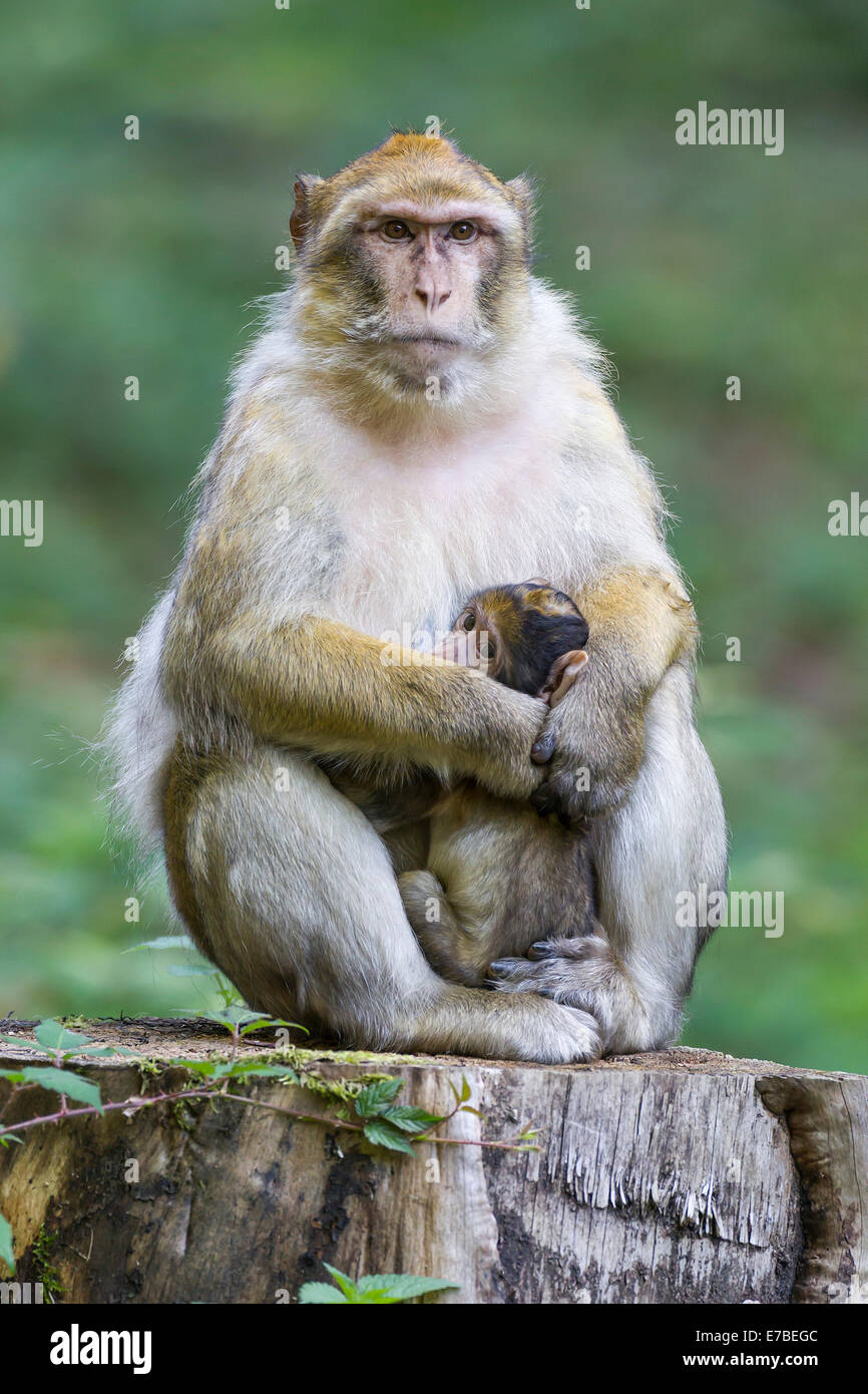 Barbary Macaque (Macaca sylvanus) adult female with young, 12 weeks ...