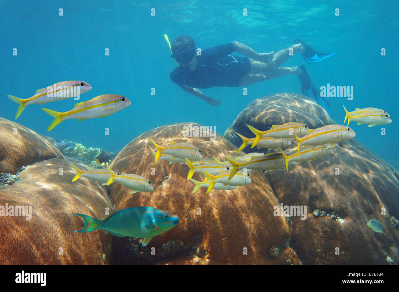 underwater scene with man snorkeling in a coral reef and looking school ...