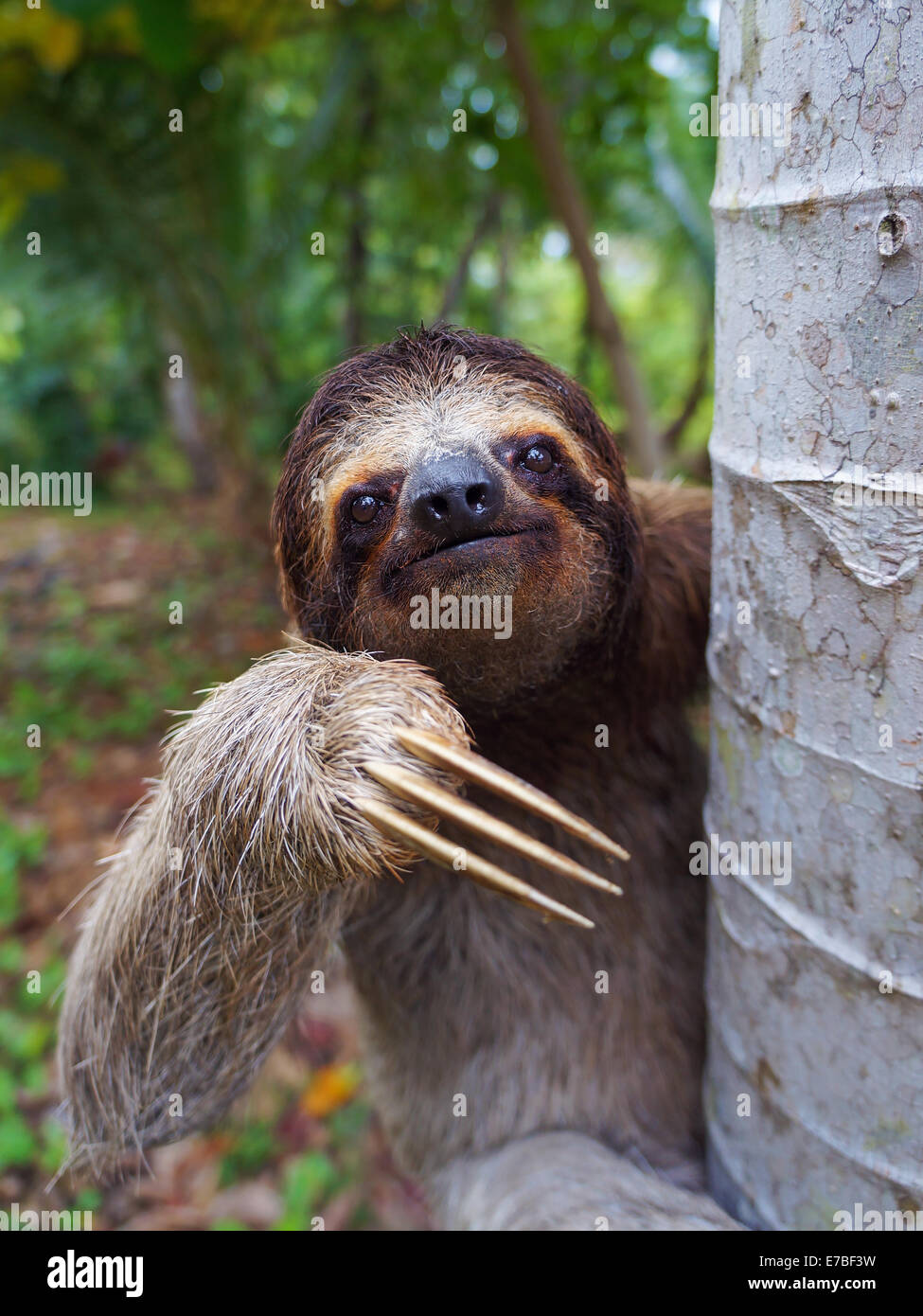 Sloth Sticking Out Tongue