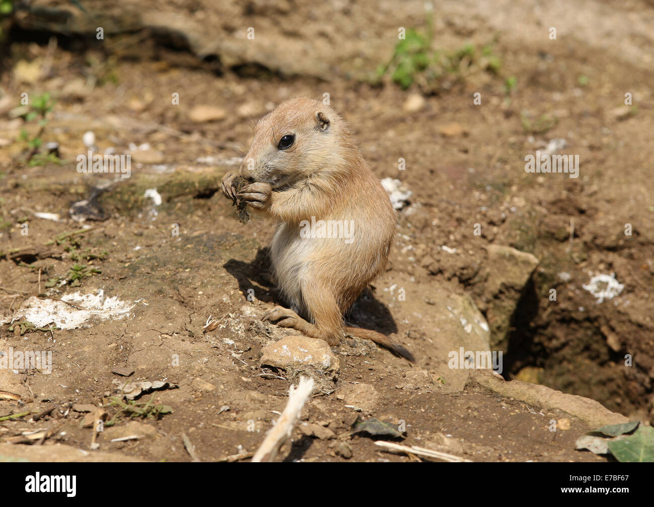 Baby Black-Tailed Prairie Dog feeding Stock Photo - Alamy