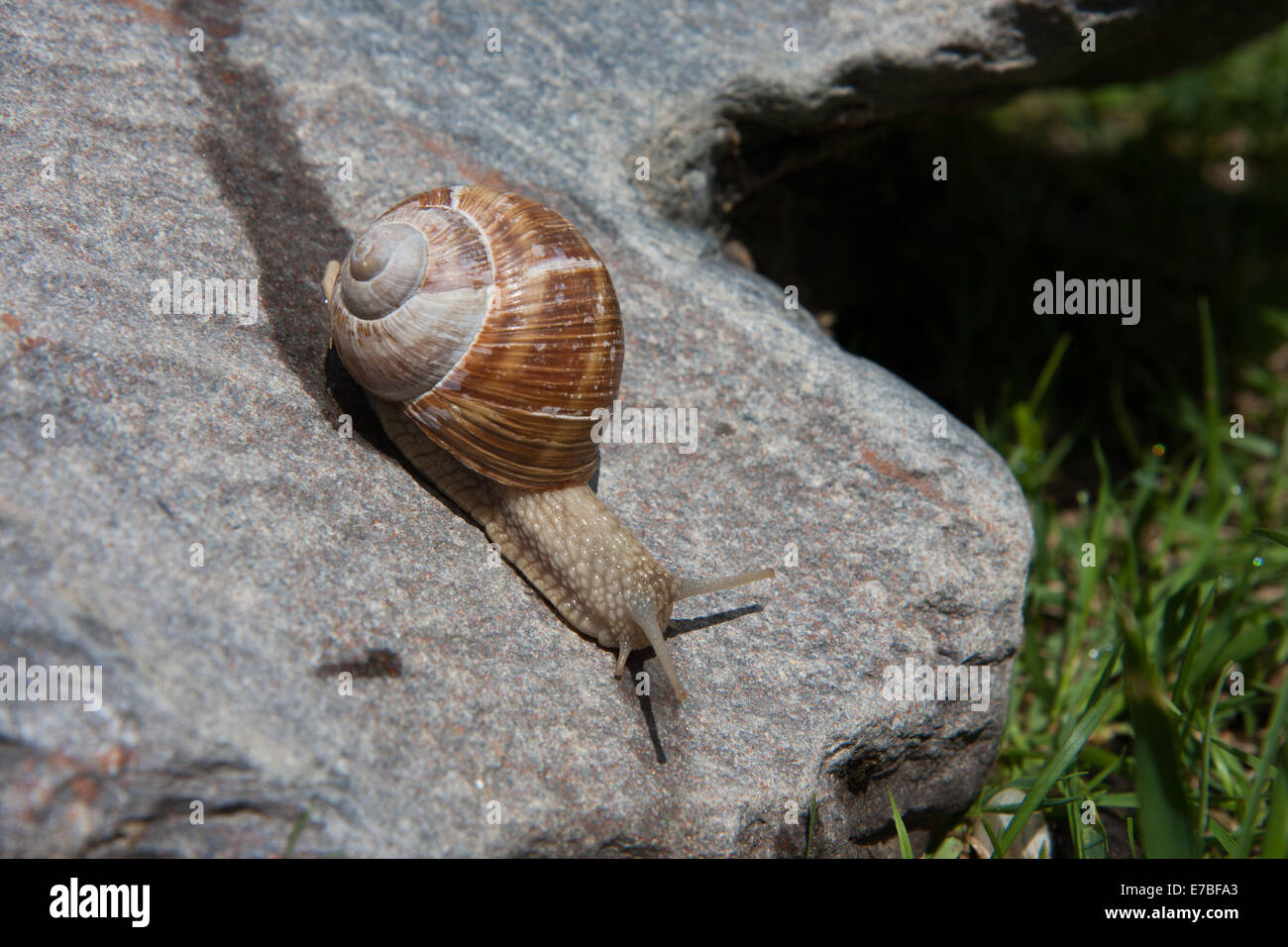 snail crawling on a stone gray Stock Photo - Alamy