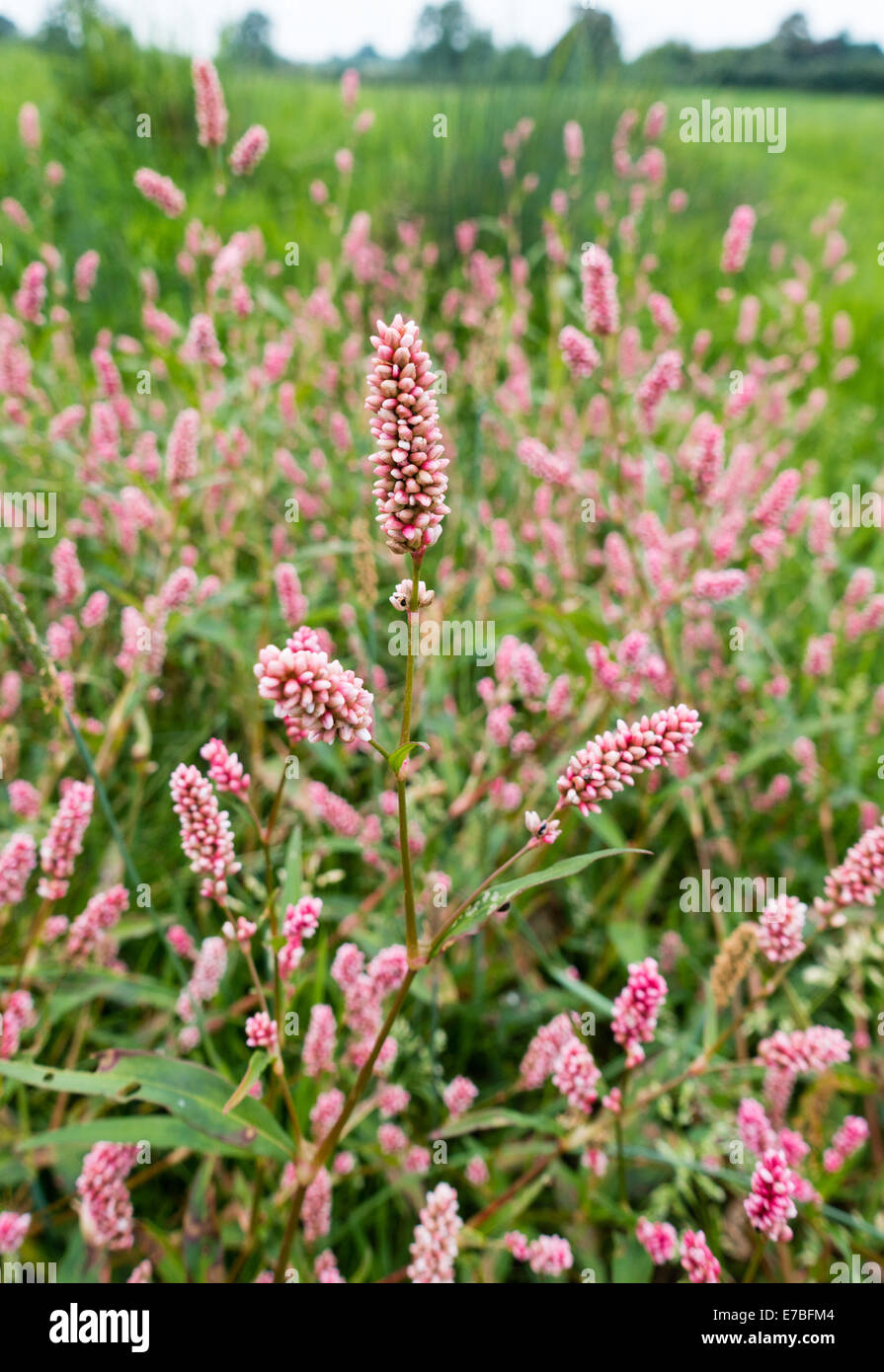 Polygonum persicaria Knotgrass or Redshank a wild native species Stock ...