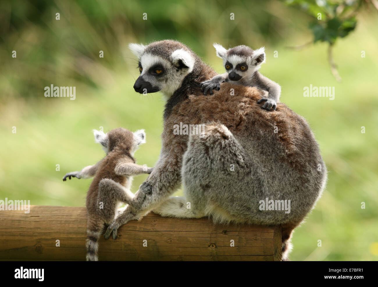 Close up of a mother Ring-Tailed Lemur and her babies Stock Photo - Alamy
