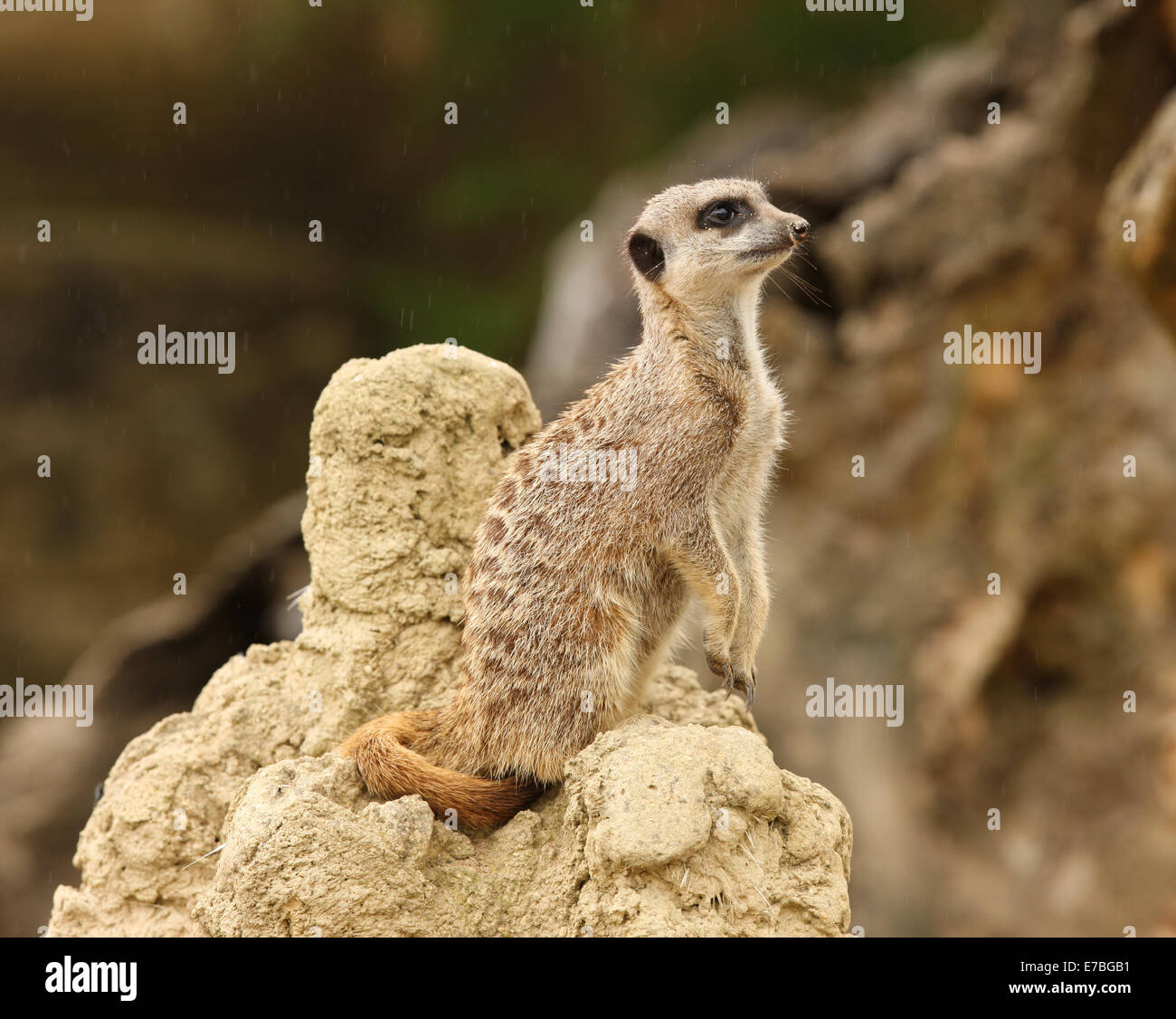 Close up of a male Meerkat standing guard in the rain Stock Photo - Alamy