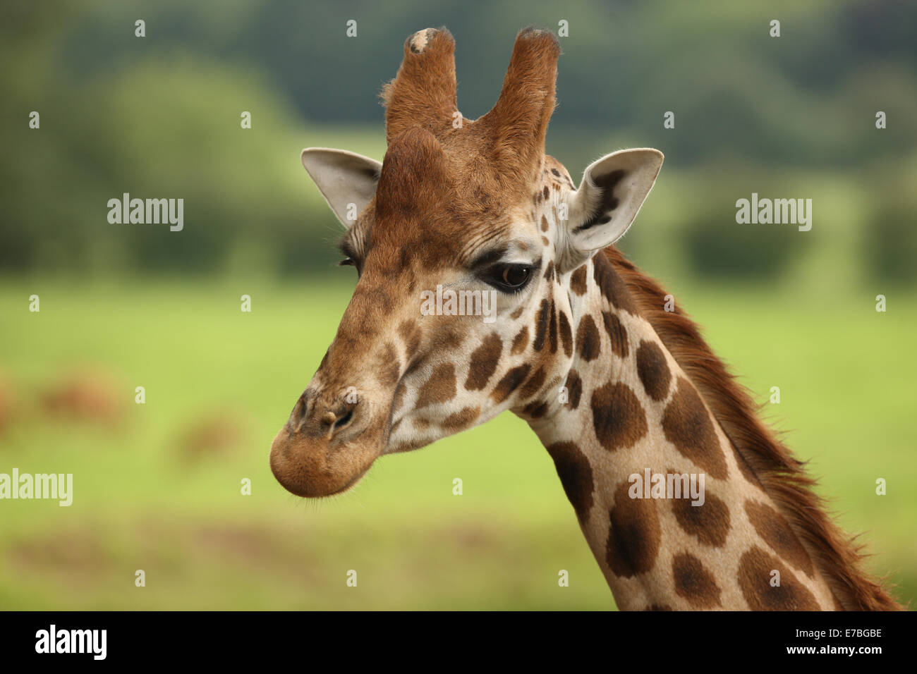Girafffe hi-res stock photography and images - Alamy