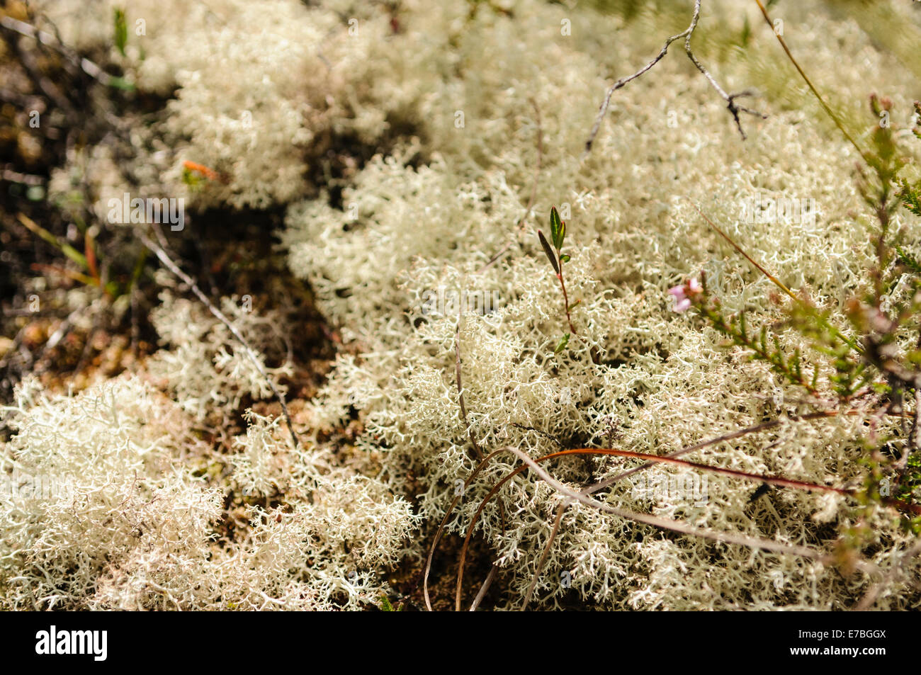 Spagnum Moss growing on an Irish Bog Stock Photo - Alamy