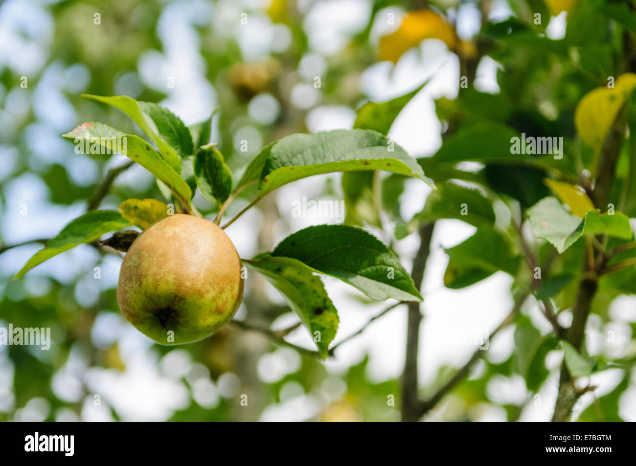 Bramley apple tree hi-res stock photography and images - Alamy