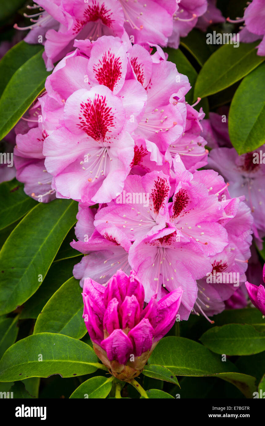 Closeup of rhododendron bush blossoms near Tillamook, Oregon, USA Stock ...