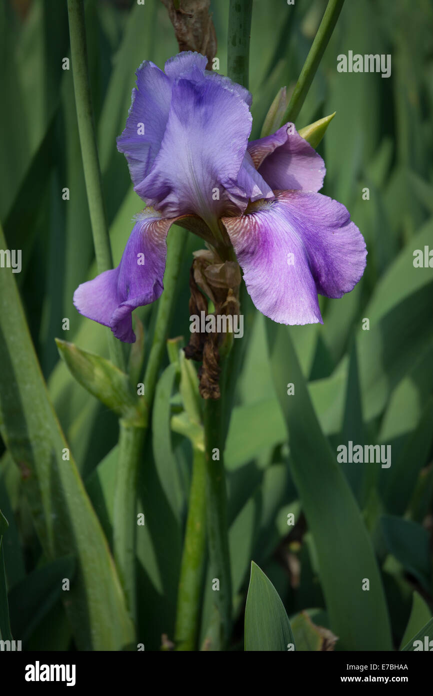 Iris germanica Flower Stock Photo - Alamy