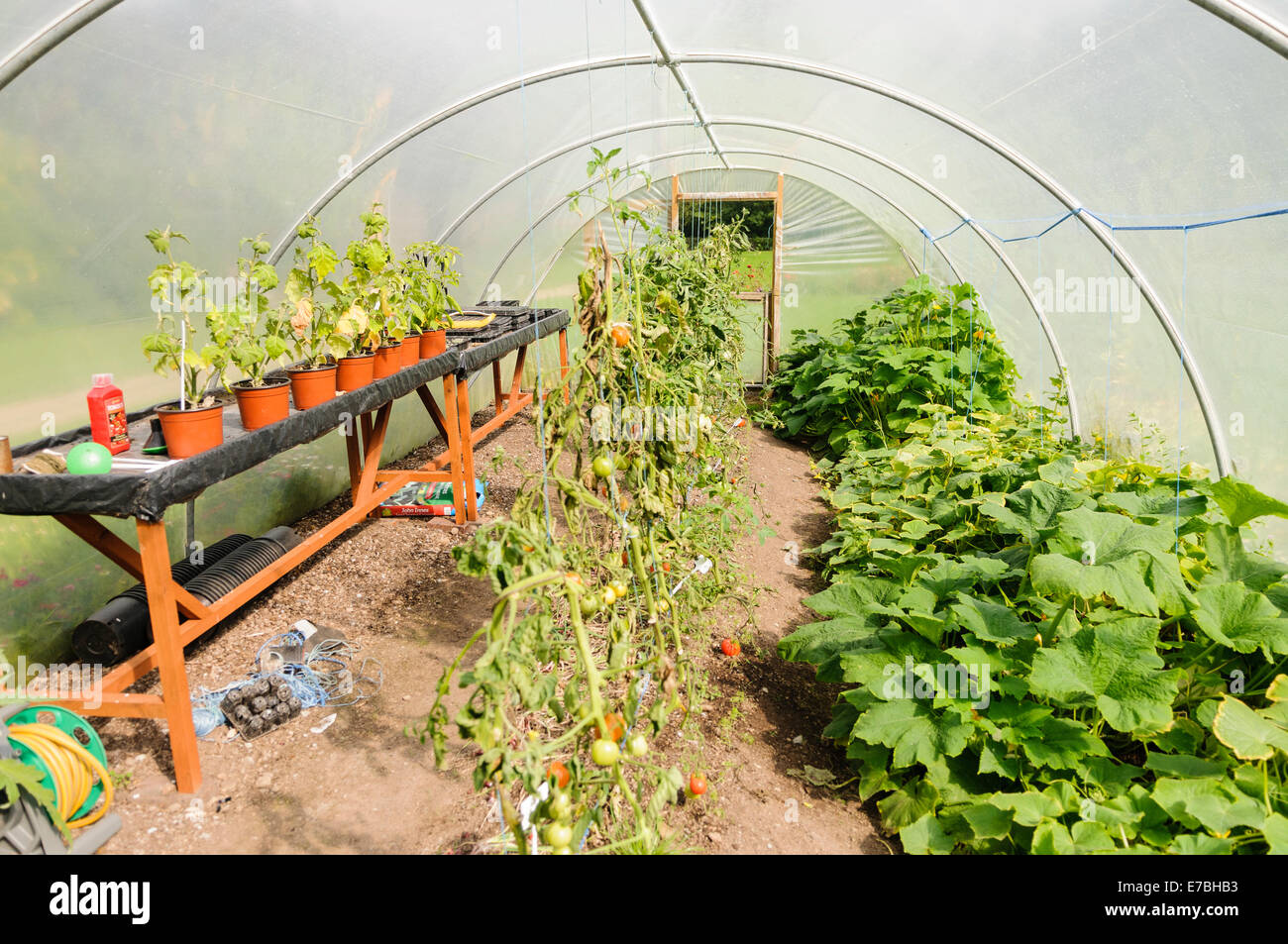 Greenhouse tunnel hi-res stock photography and images - Alamy