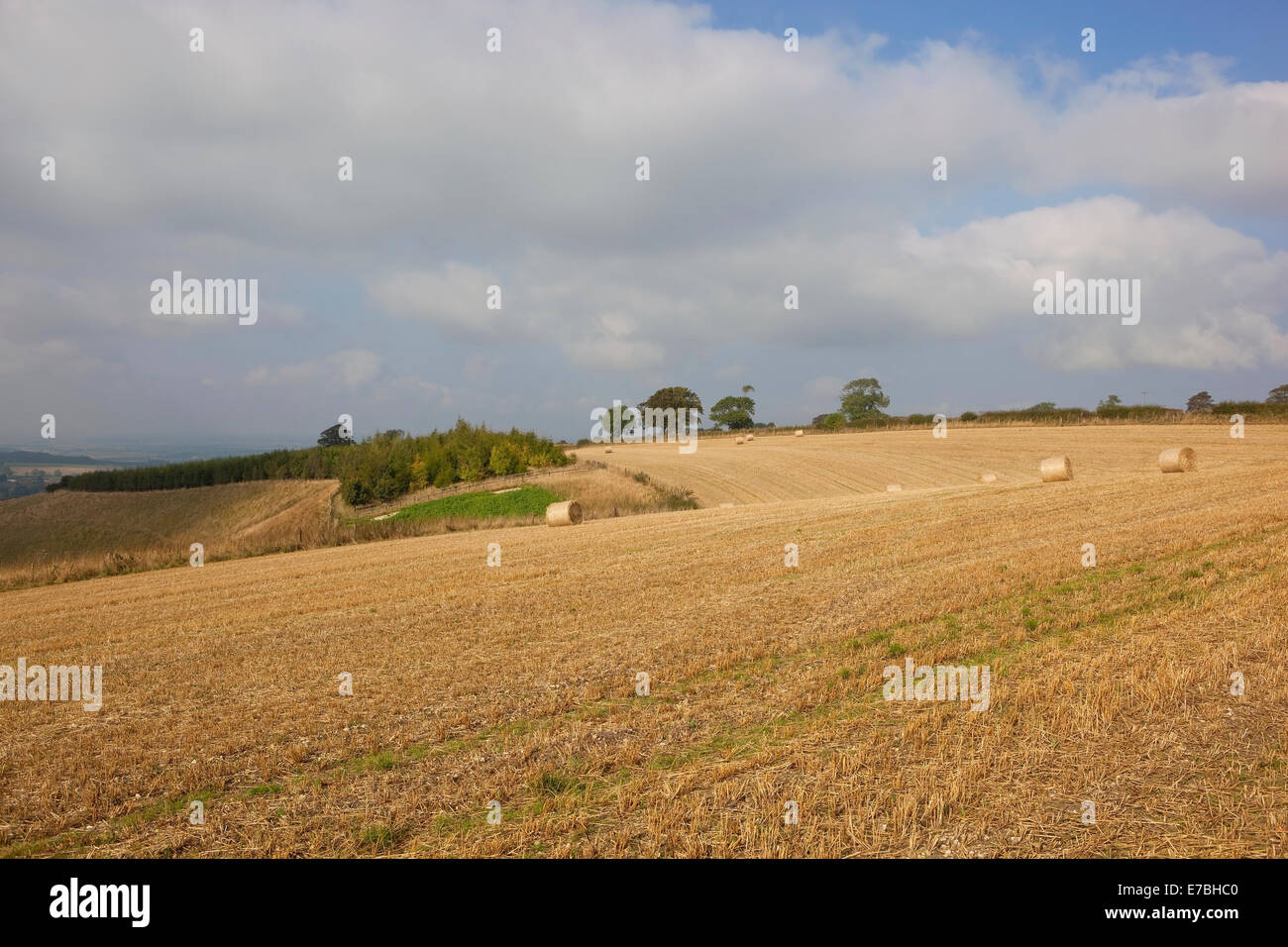 Sloping stubble field with round straw bales in the upland landscape of ...