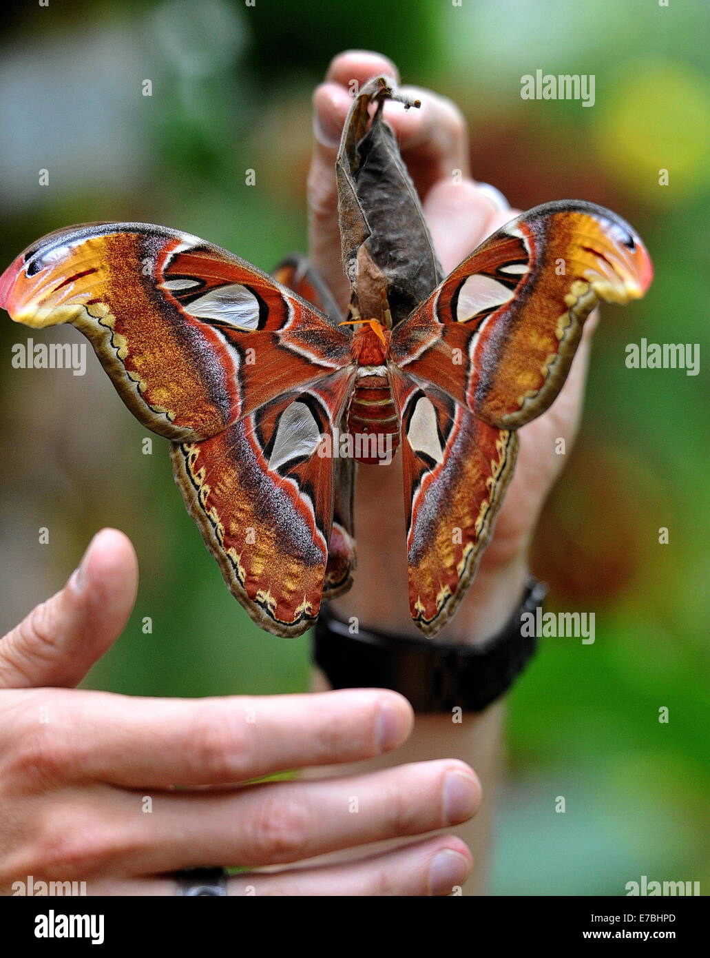 Largest moth in the world hi-res stock photography and images - Alamy