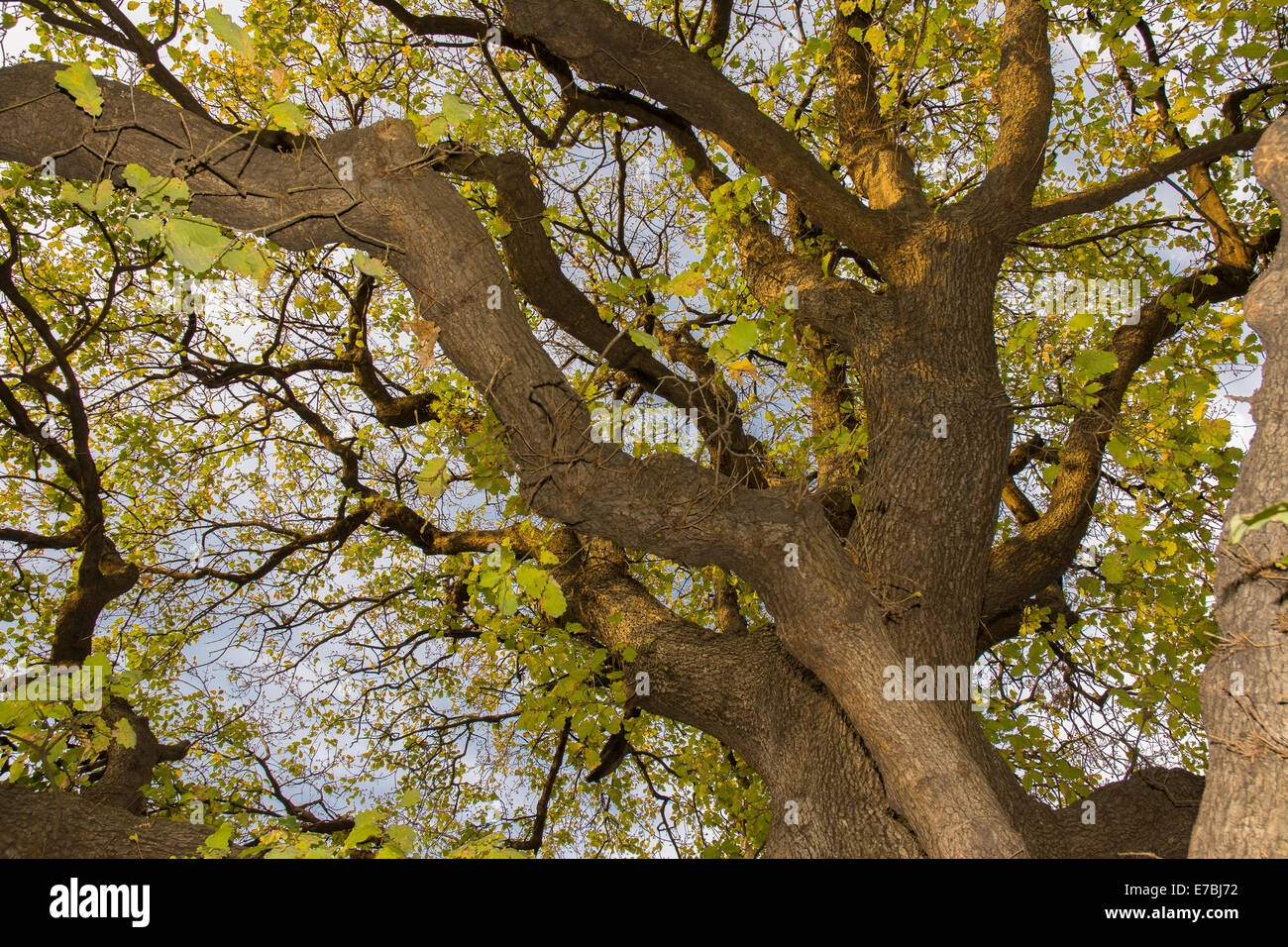 Tree Branches Tree Canopy Stock Photo - Alamy