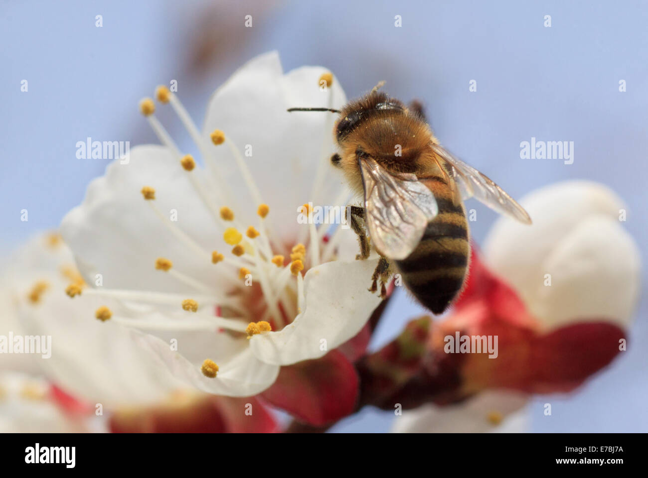 Bee tree hi-res stock photography and images - Alamy