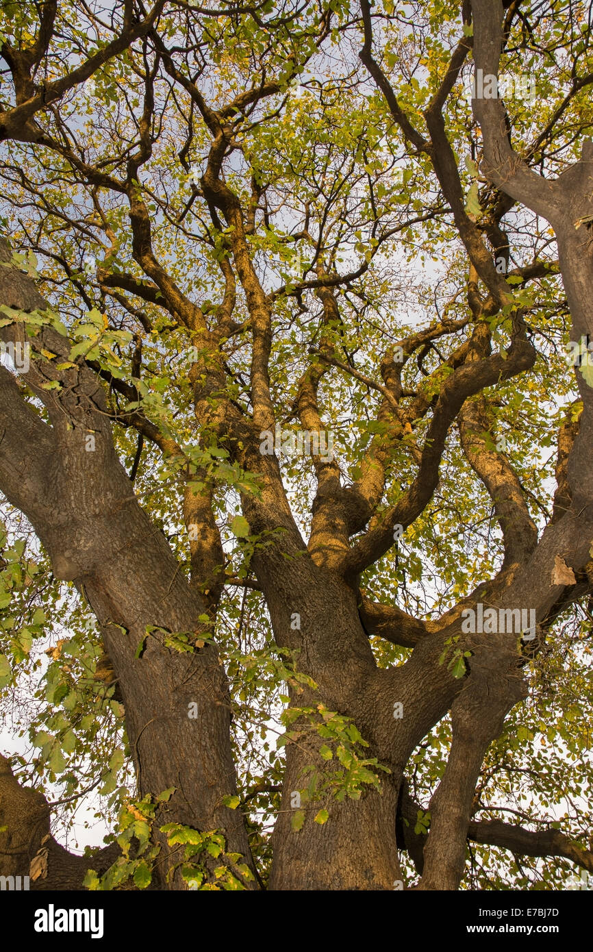 Tree Branches Tree Canopy Stock Photo - Alamy